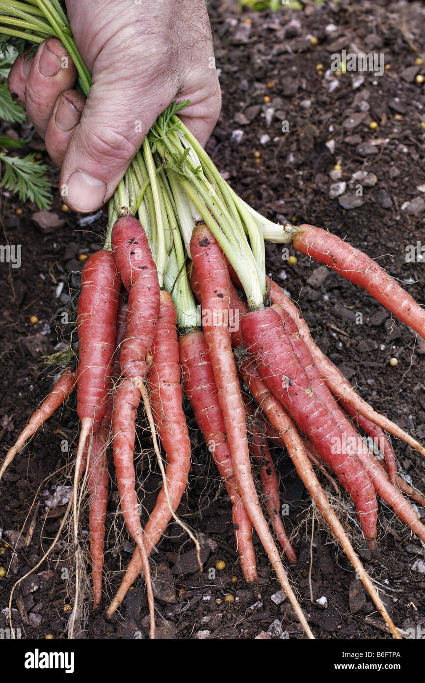 Novelty carrot hi-res stock photography and images - Alamy