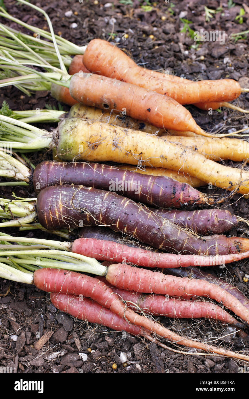 CARROTS SAMURAI RED MAESTRO F1 PURPLE HAZE F1 AND YELLOWSTONE Stock ...