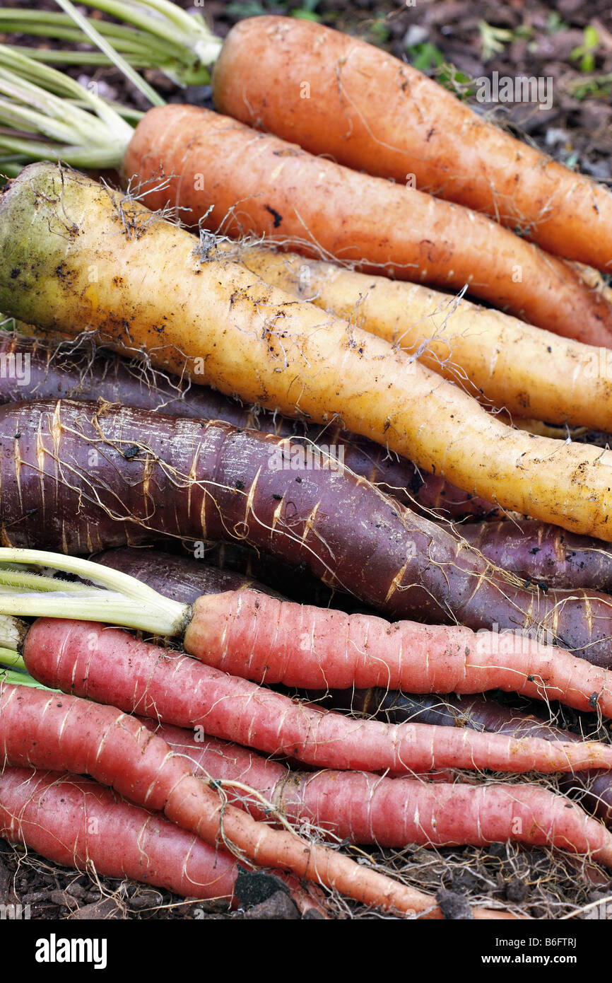 Carrots samurai red maestro f1 hi-res stock photography and images - Alamy