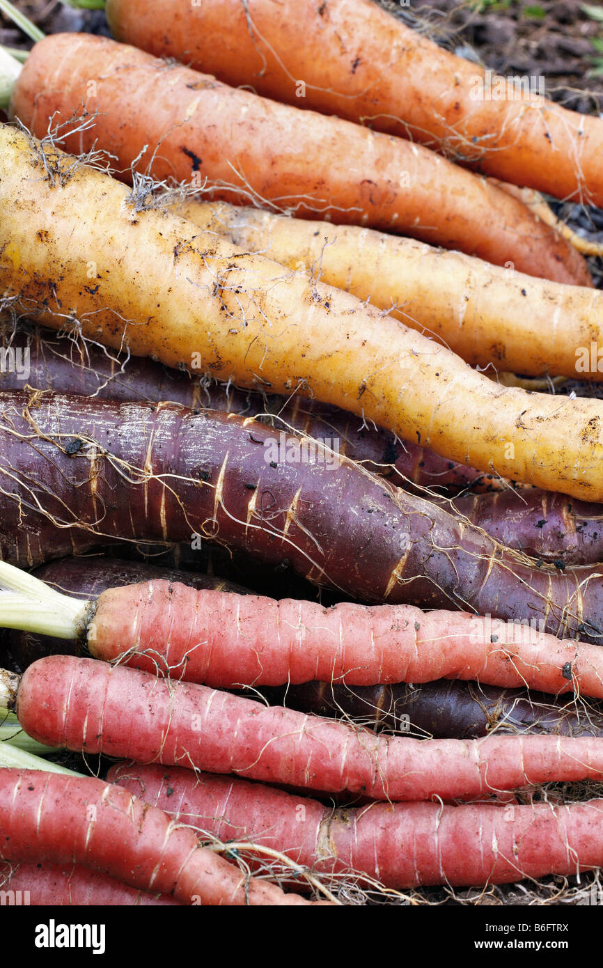 Carrots samurai red maestro f1 hi-res stock photography and images - Alamy