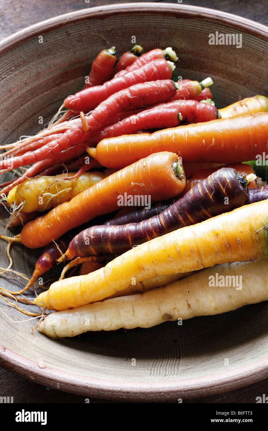 CARROTS SAMURAI RED MAESTRO F1 PURPLE HAZE F1 AND YELLOWSTONE Stock ...