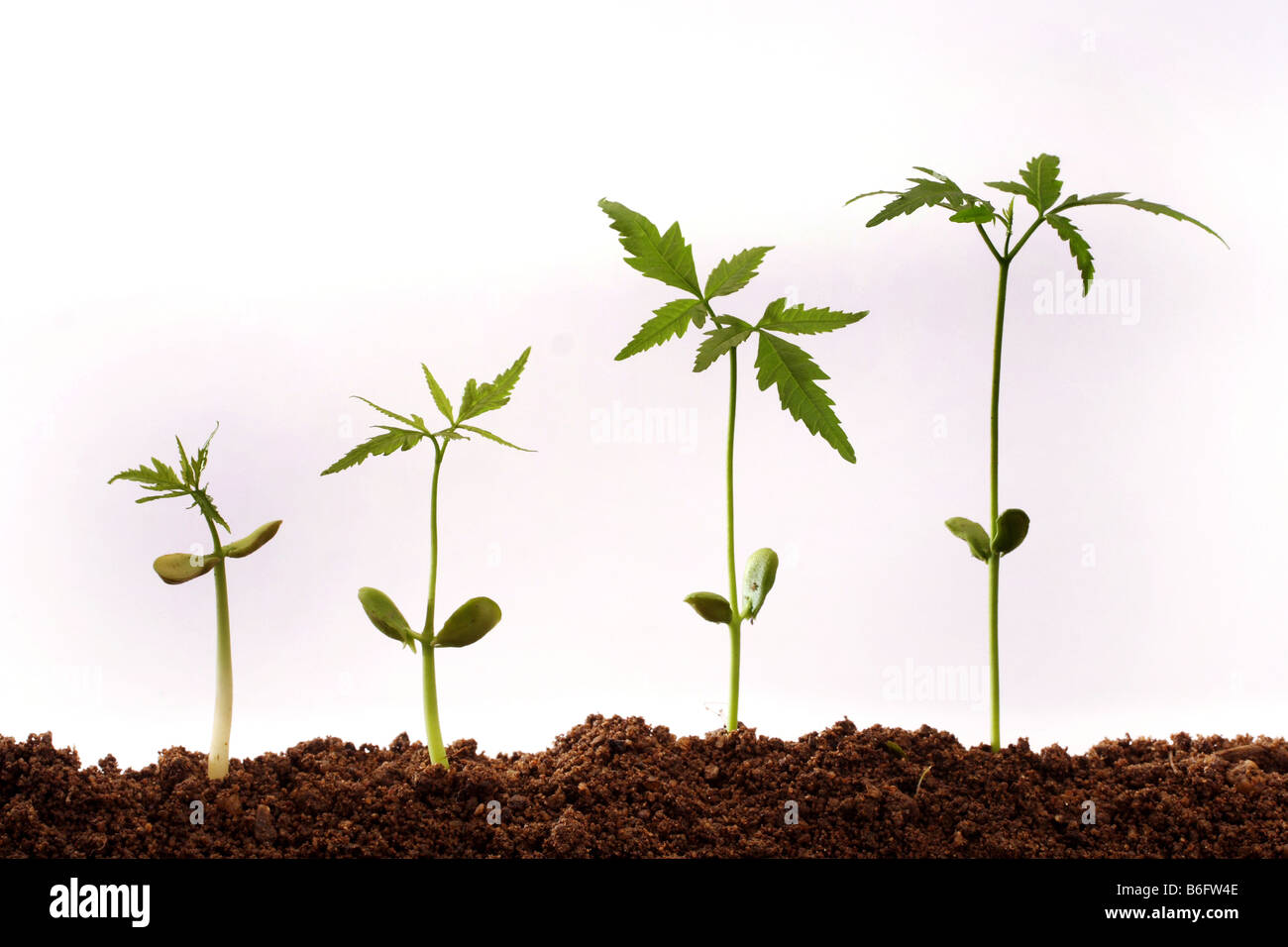 Four saplings in a mud with white background Stock Photo - Alamy