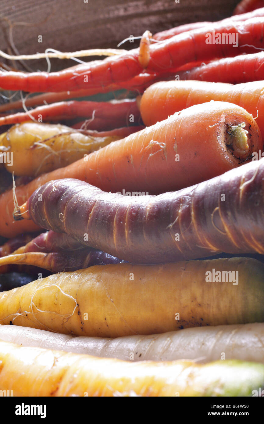 Carrot red samurai hi-res stock photography and images - Alamy