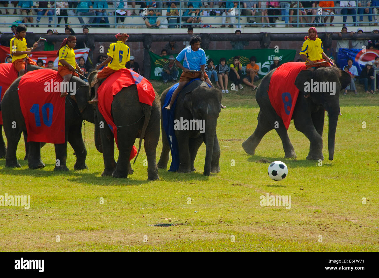 elephants playing soccer at the Surin Elephant Roundup in Thailand ...