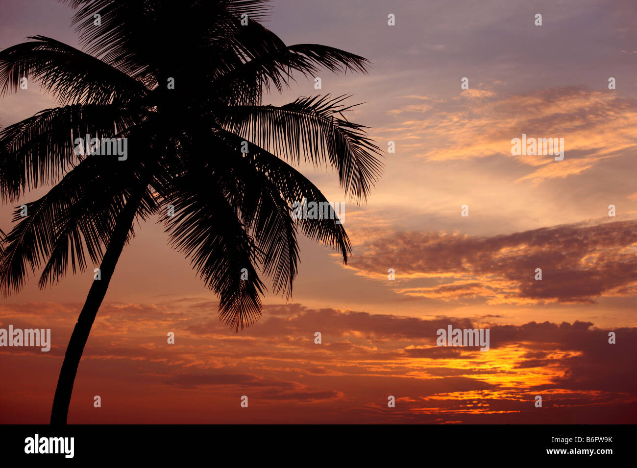 coconut tree in sunset sky background Stock Photo - Alamy