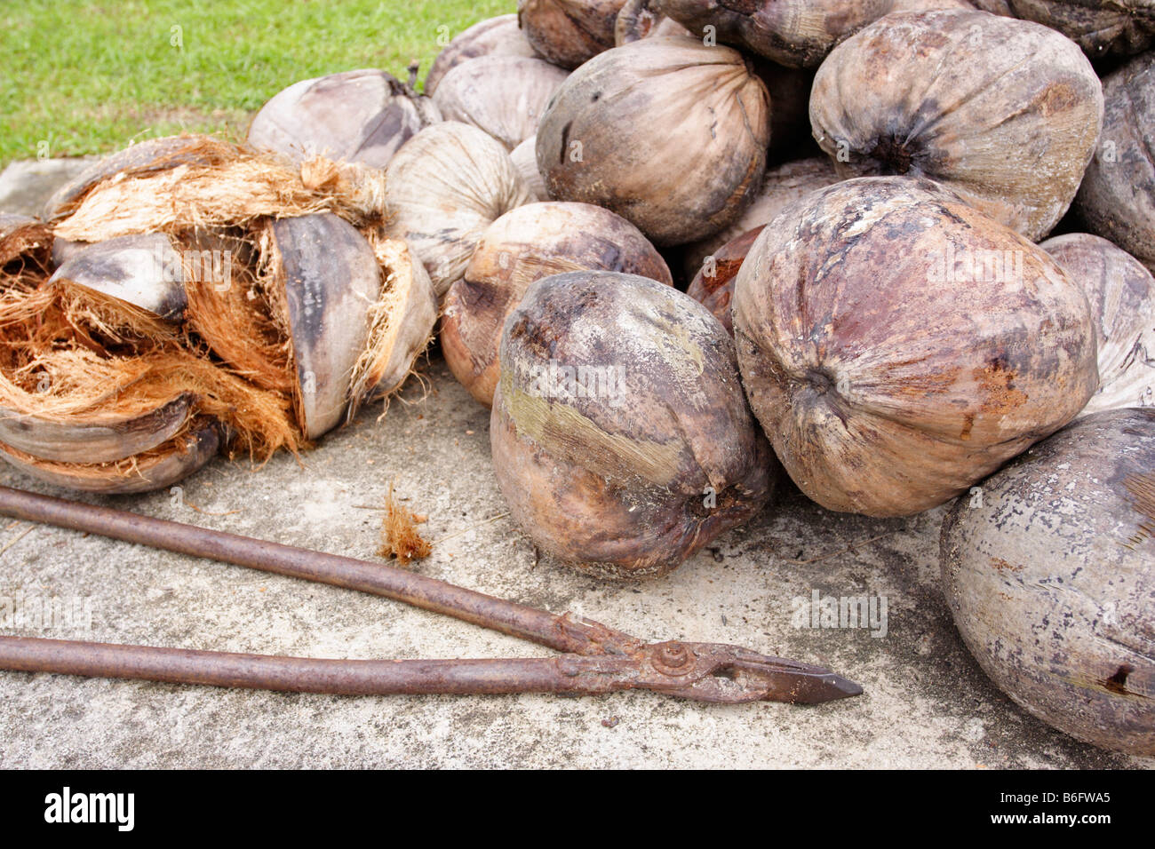 A stack of dried coconut fruit and tool for splitting the fruit Stock ...