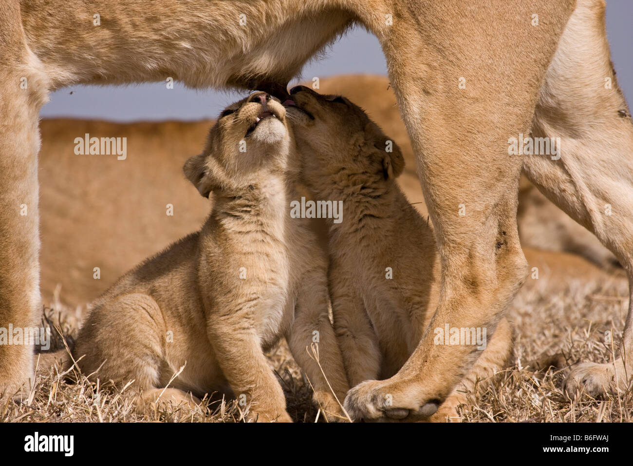 Baby Lion Mother Stock Photos & Baby Lion Mother Stock Images - Alamy