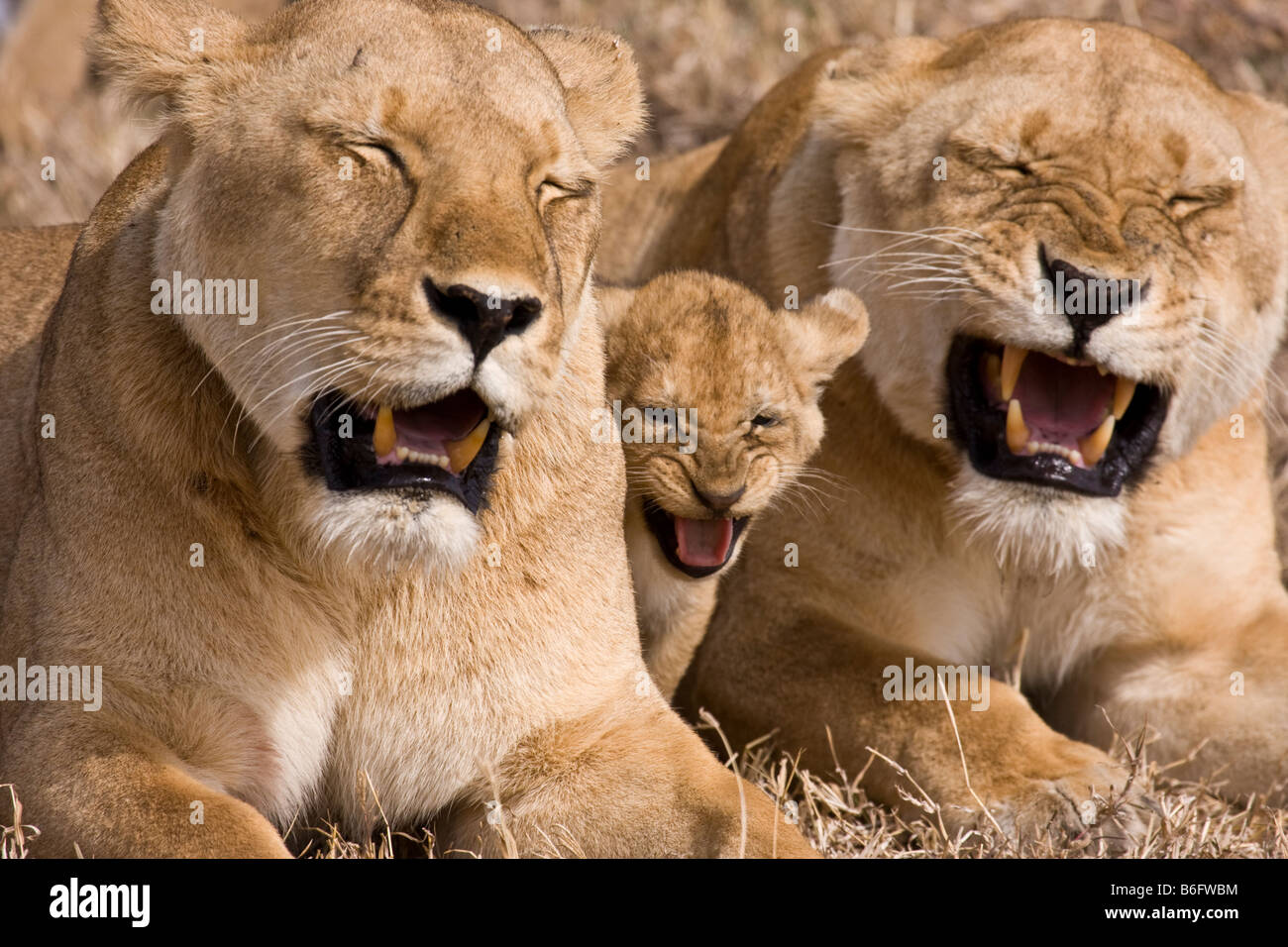 Lioness Roaring With Cubs