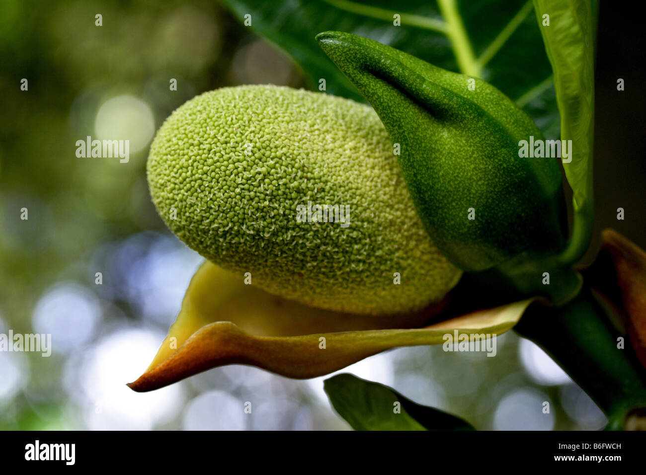 Jackfruit tree rainforest hi-res stock photography and images - Alamy