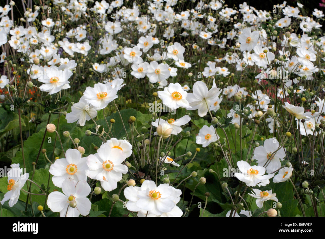 White anemone autumn hi-res stock photography and images - Alamy