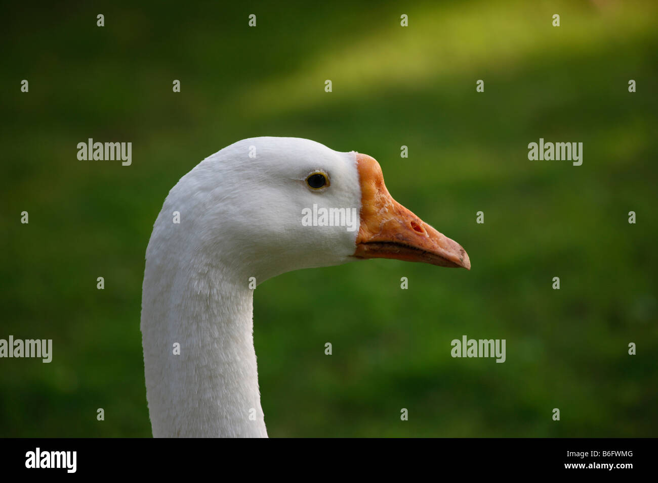 Indian goose hi-res stock photography and images - Alamy