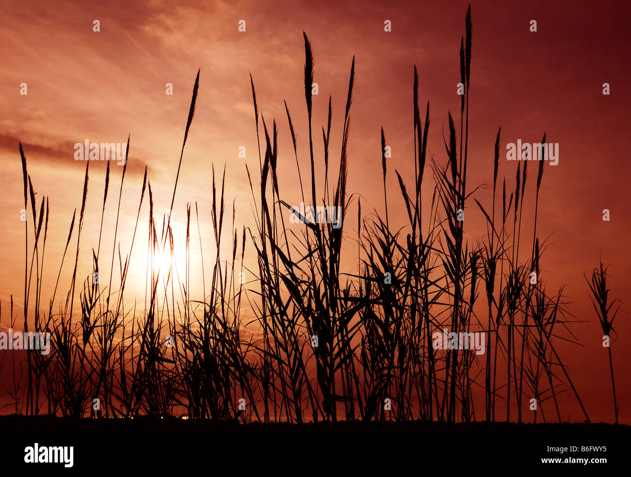 Reeds Silhouette High Resolution Stock Photography and Images - Alamy