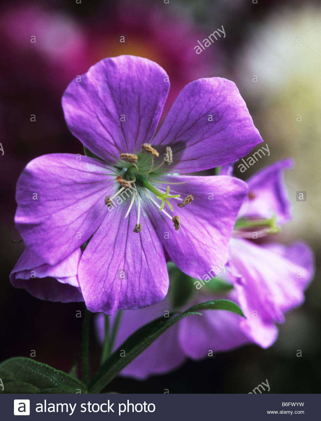 Beth Chatto Garden Stock Photos & Beth Chatto Garden Stock Images - Alamy