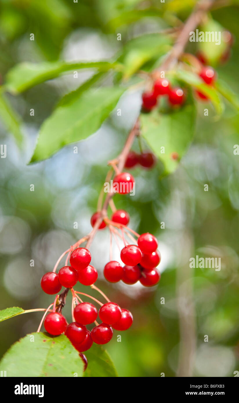 Pin cherry berries hi-res stock photography and images - Alamy