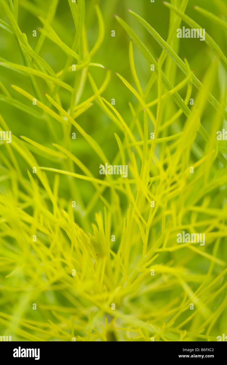 Fuzzy green vegetation Stock Photo - Alamy