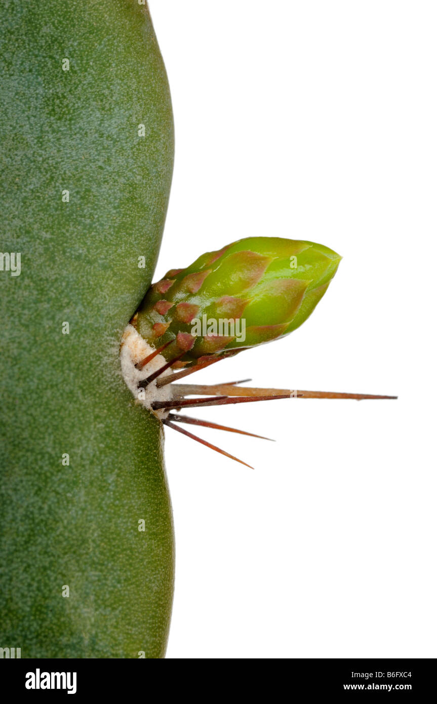 Flower bud of the cactus Cereus peruvianus Stock Photo - Alamy