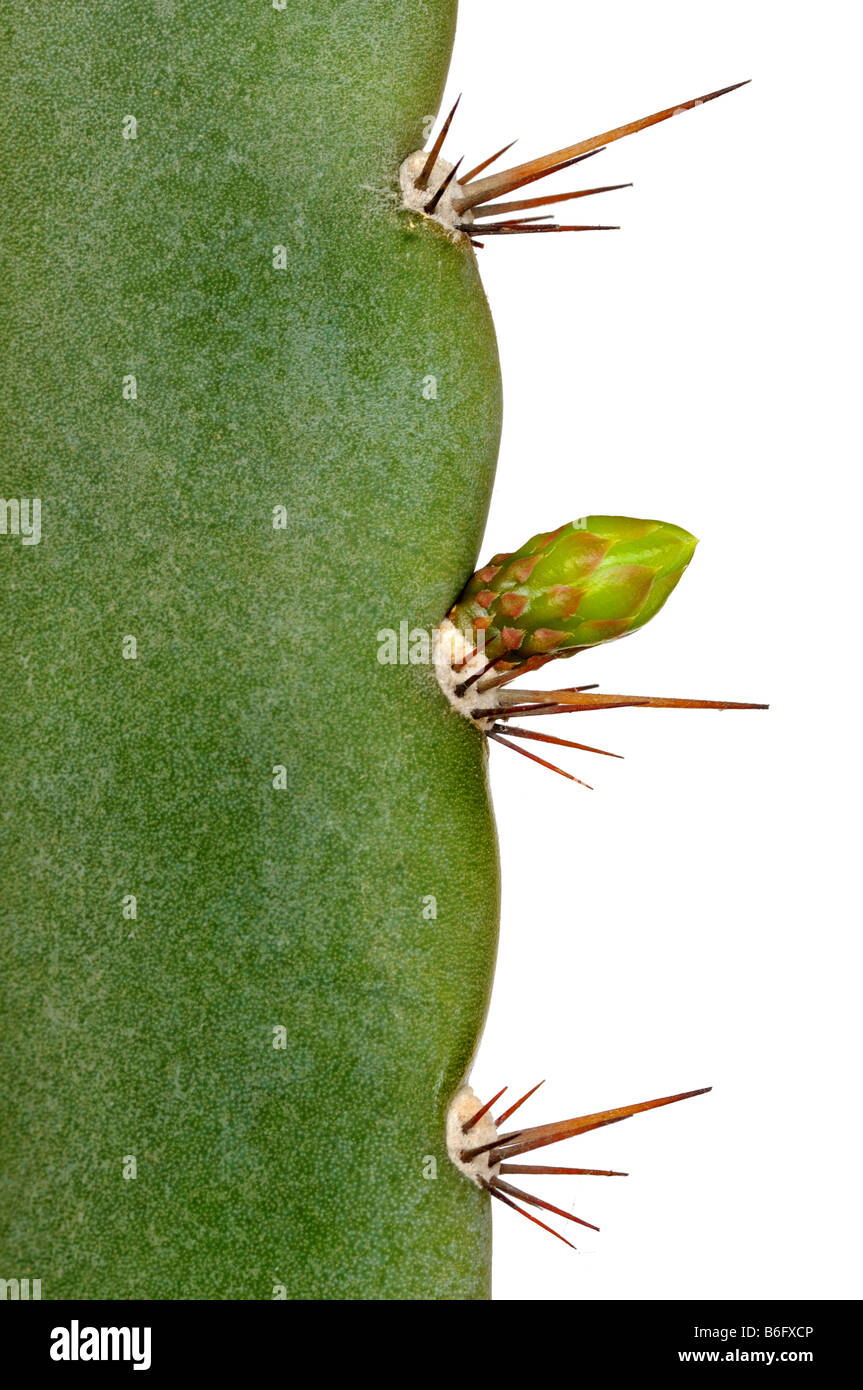 Flower bud of the cactus Cereus peruvianus Stock Photo - Alamy