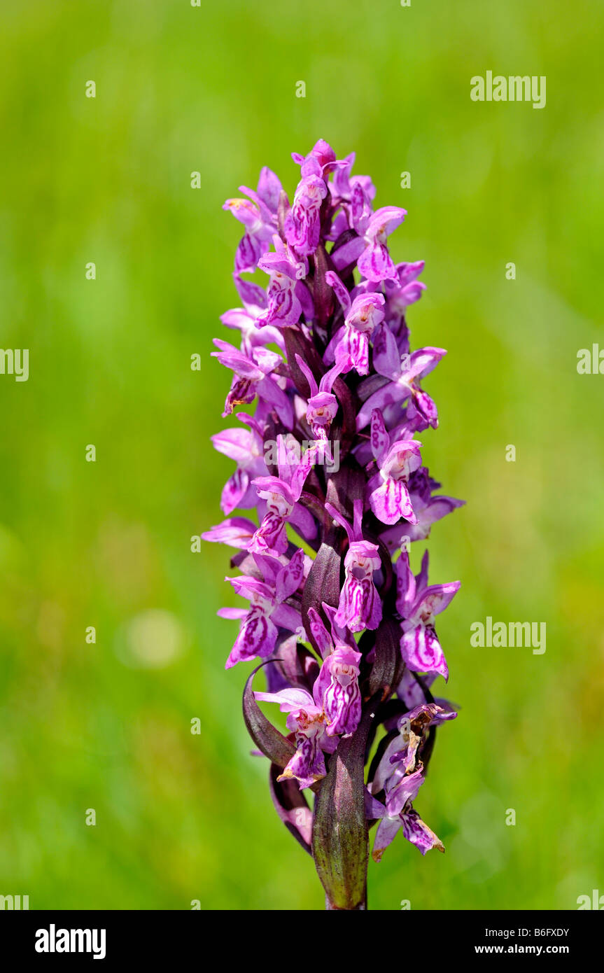 Early Marsh Orchid, Dactylorhiza incarnata Stock Photo - Alamy