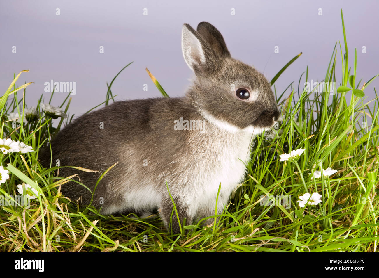 Easter bunnie rabbits hi-res stock photography and images - Alamy