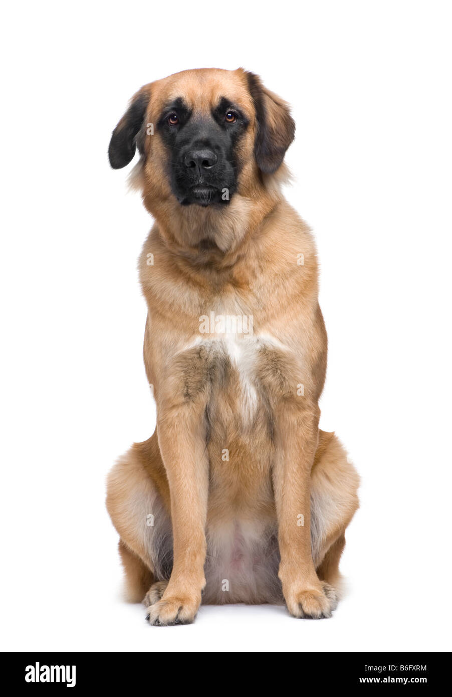 Leonberger dog hi-res stock photography and images - Alamy