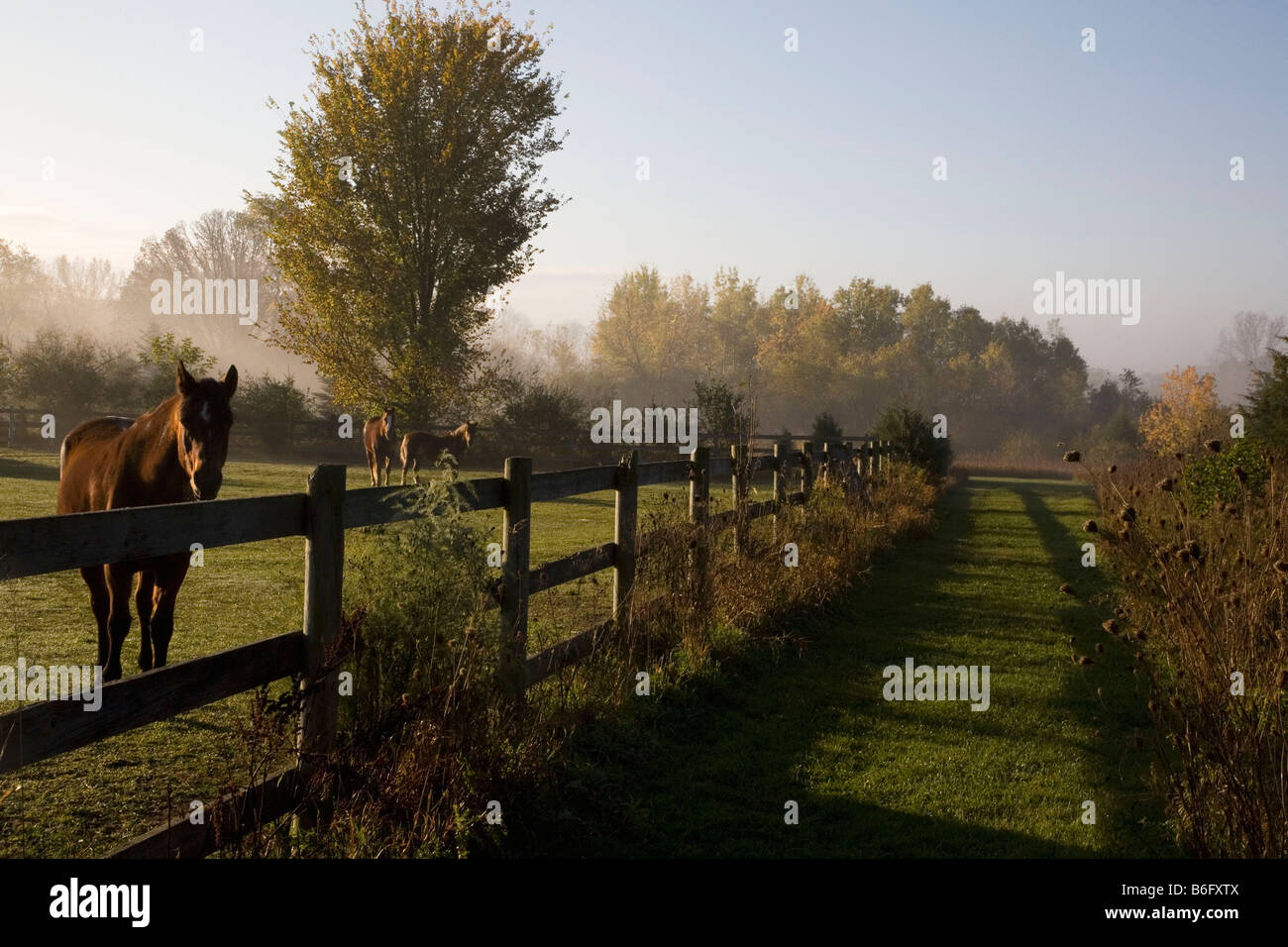 Horse behind fence hi-res stock photography and images - Alamy