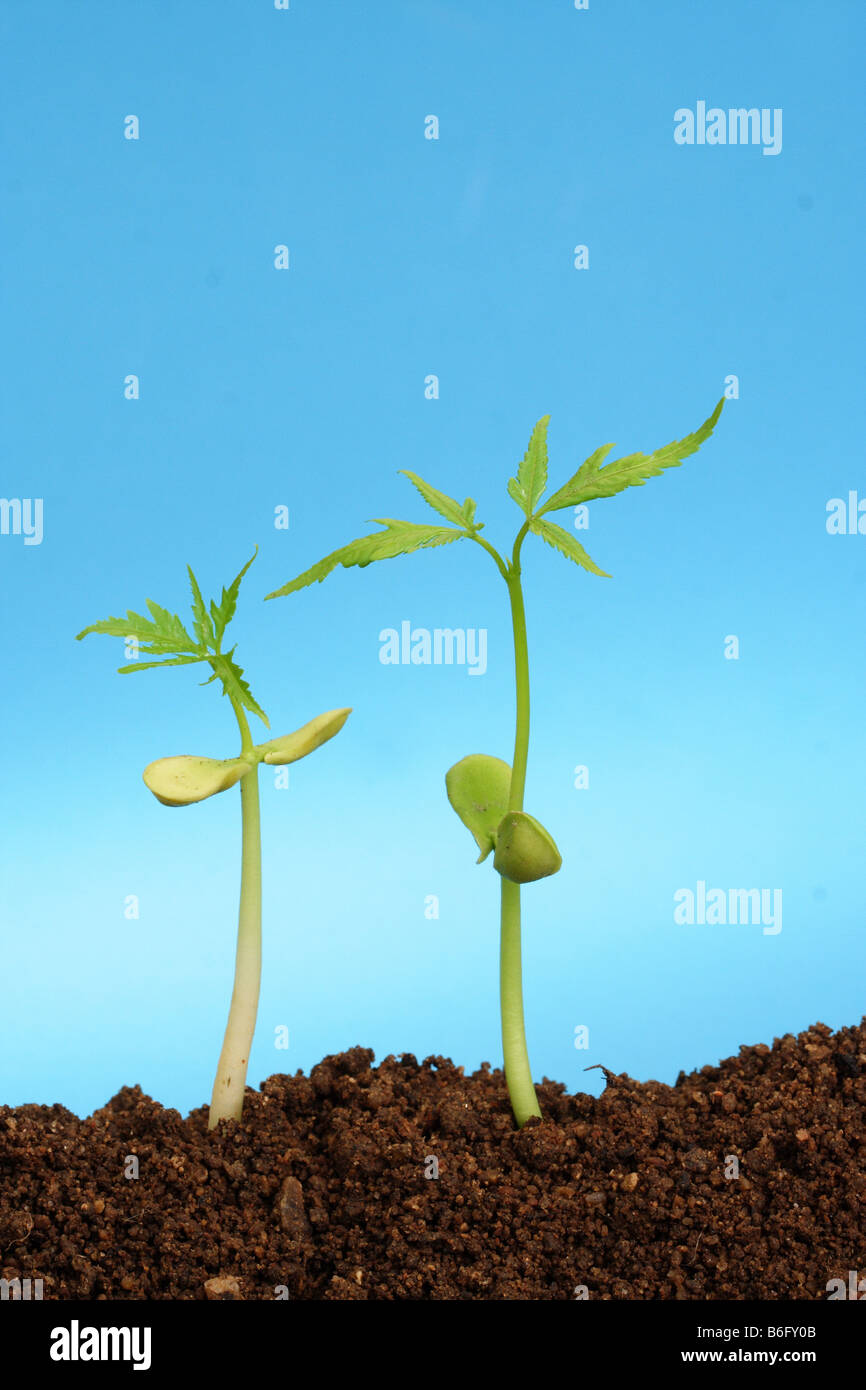 Two saplings in a mud with blue background Stock Photo - Alamy