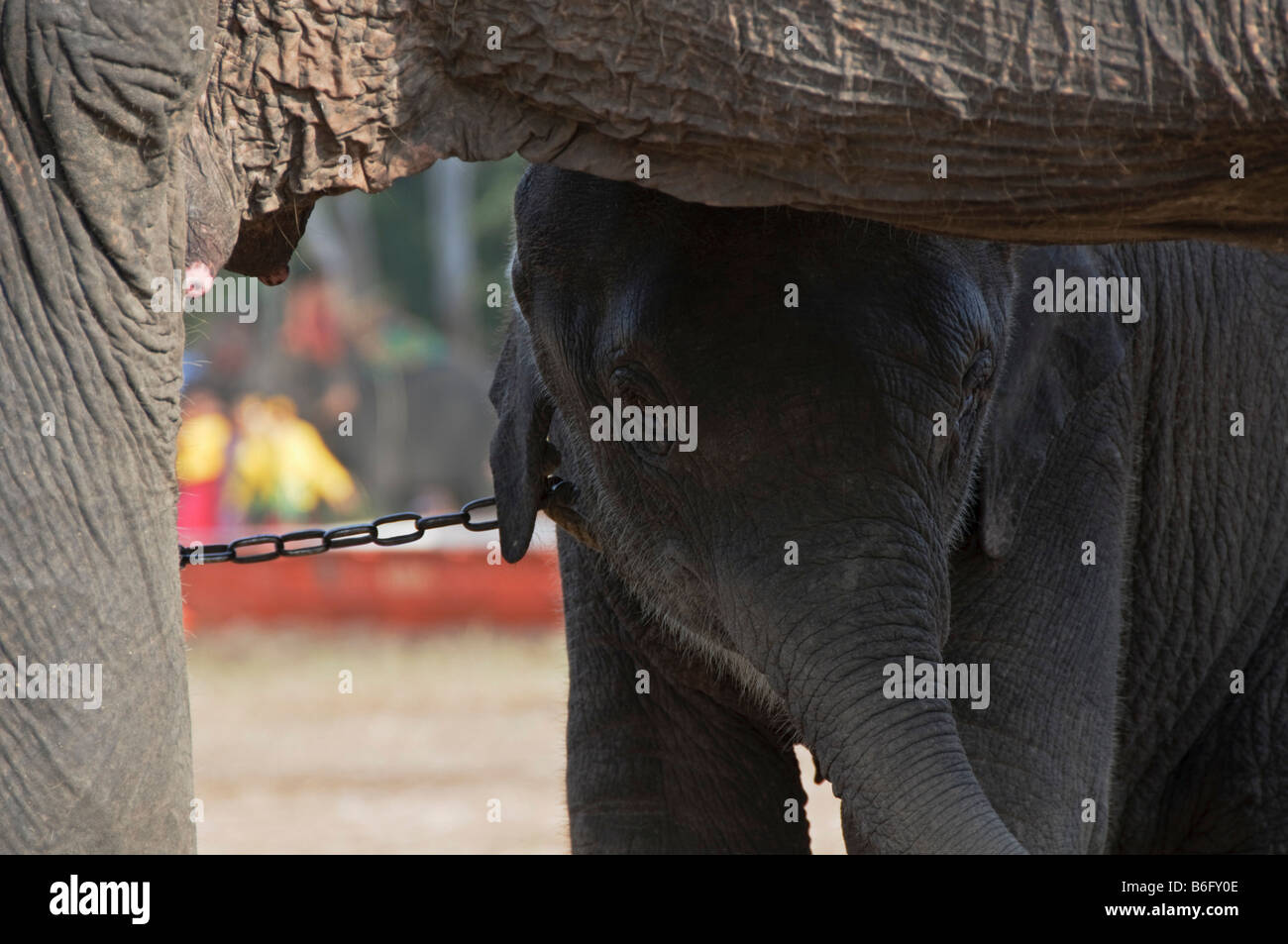a baby elephant chained under his mother at the Surin Elephant Fair in ...