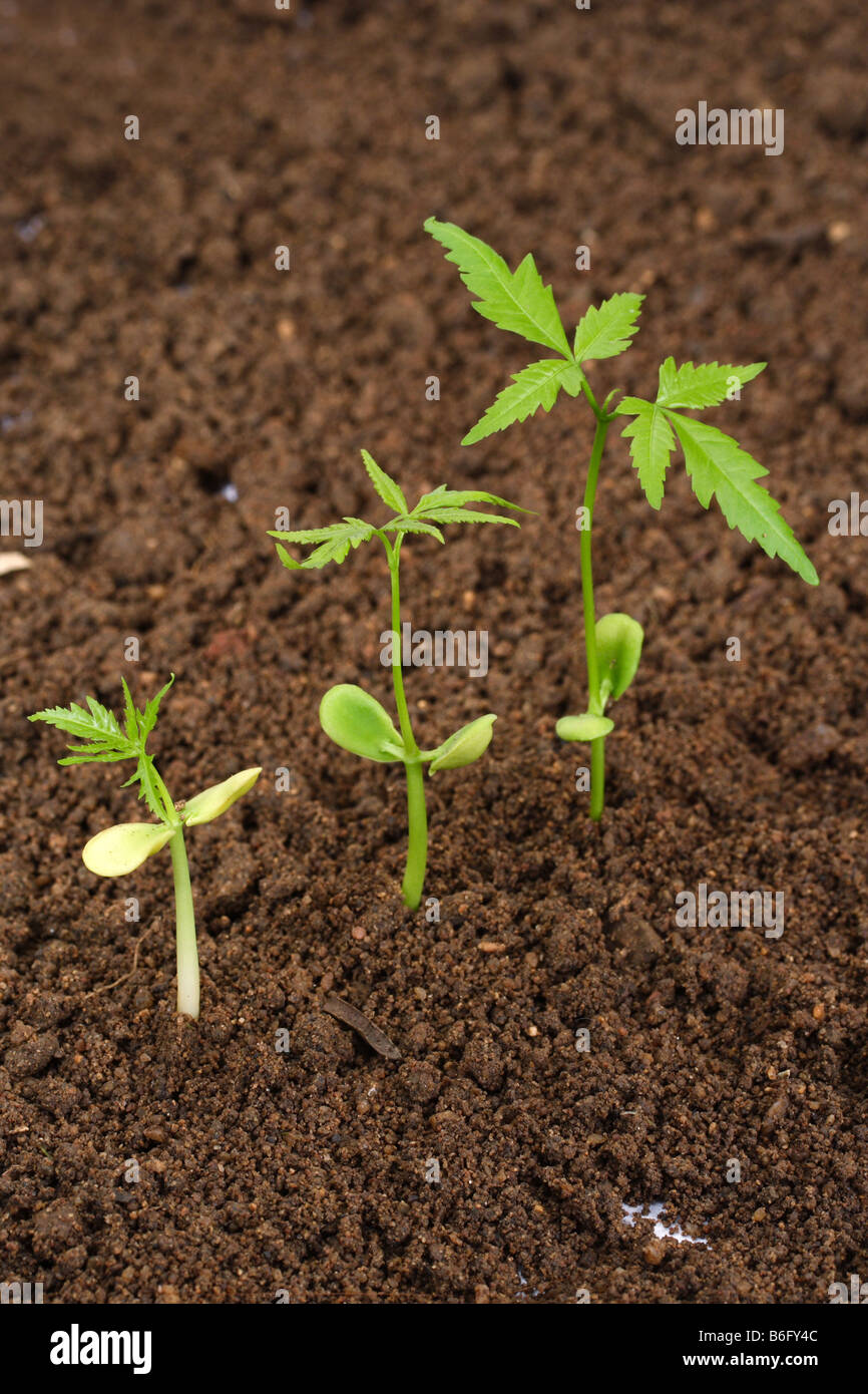 Three stages of growth hi-res stock photography and images - Alamy