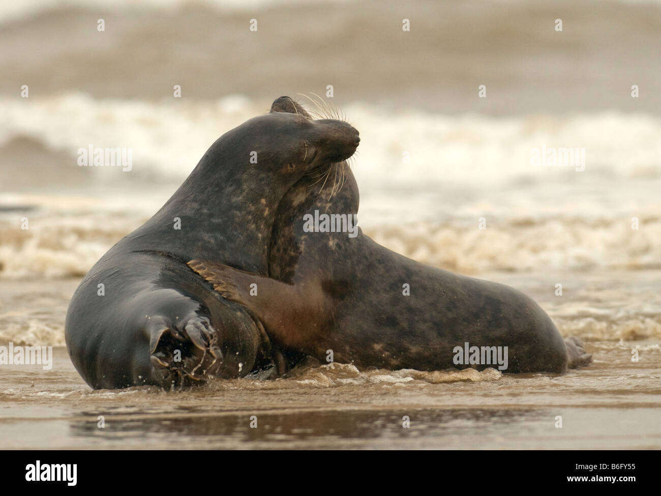 Grey seal on sand UK Stock Photo - Alamy