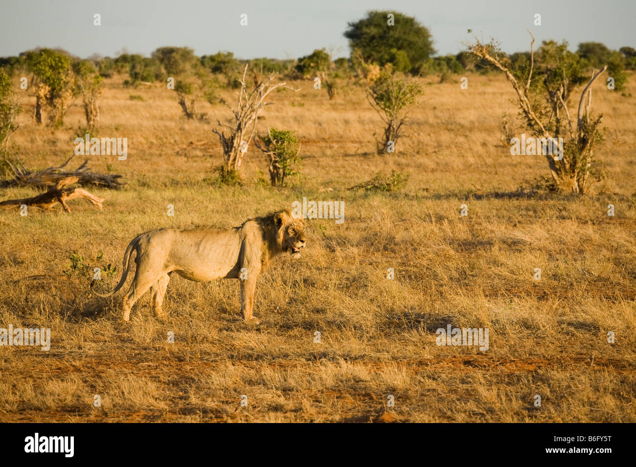 Male Lion in the bush in Tsavo in Kenya Stock Photo - Alamy