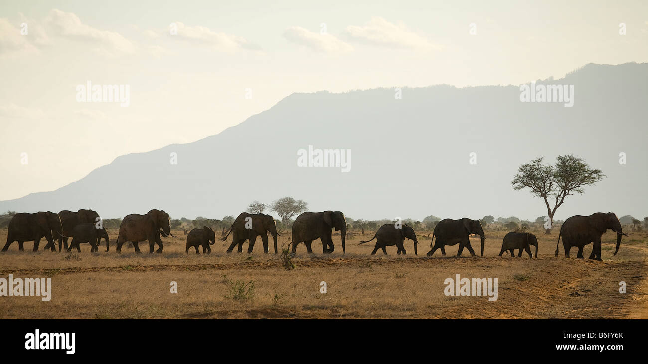 A Herd of Elephants running in the Bush in Kenya Stock Photo - Alamy