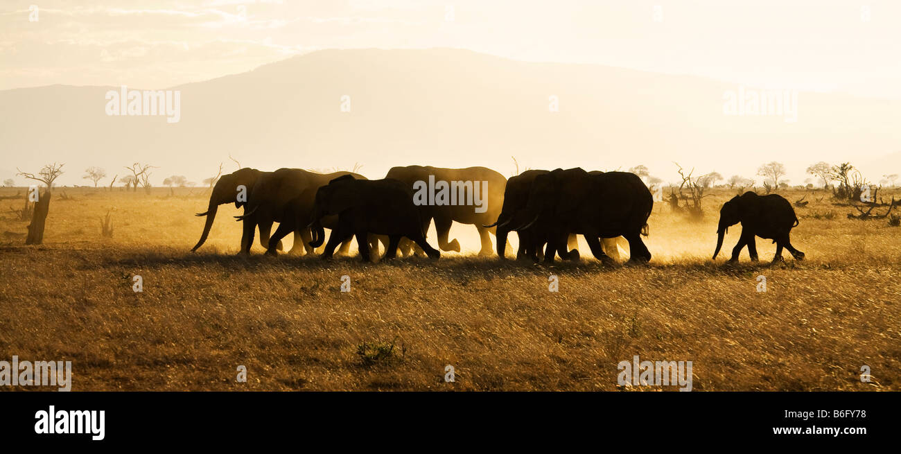 A Herd of Elephants running in the Bush in Kenya Stock Photo - Alamy
