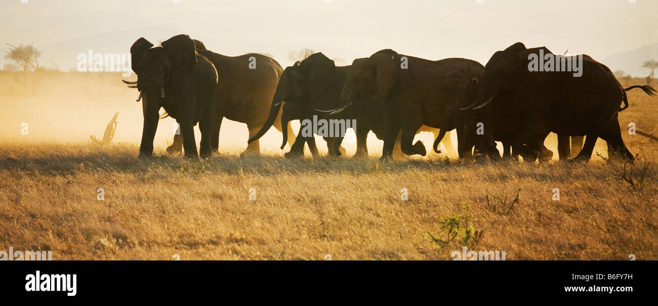 A Herd of Elephants running in the Bush in Kenya Stock Photo - Alamy