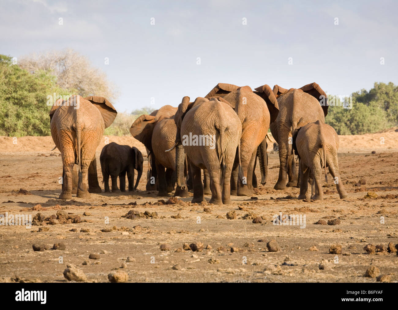 African elephants rear view hi-res stock photography and images - Alamy
