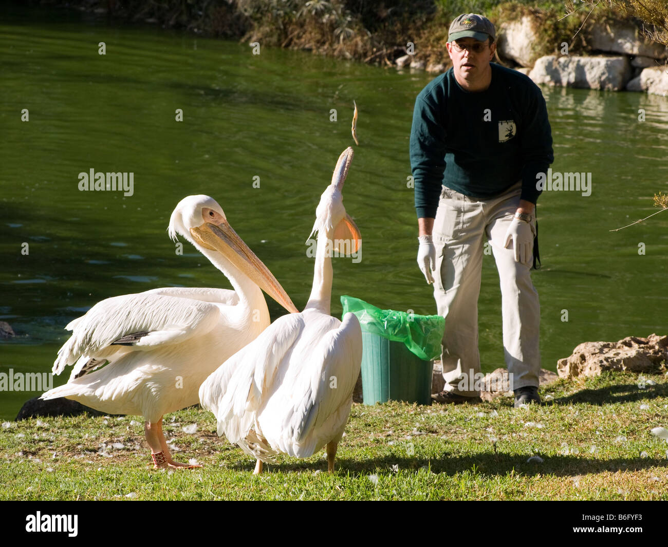 Australian zoo worker hi-res stock photography and images - Alamy
