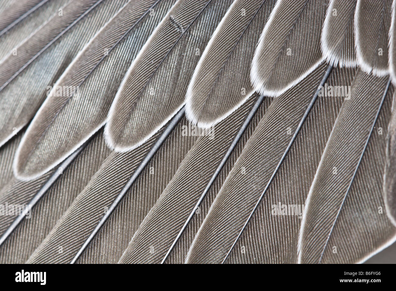 Feathers in a wing of the martin Stock Photo - Alamy