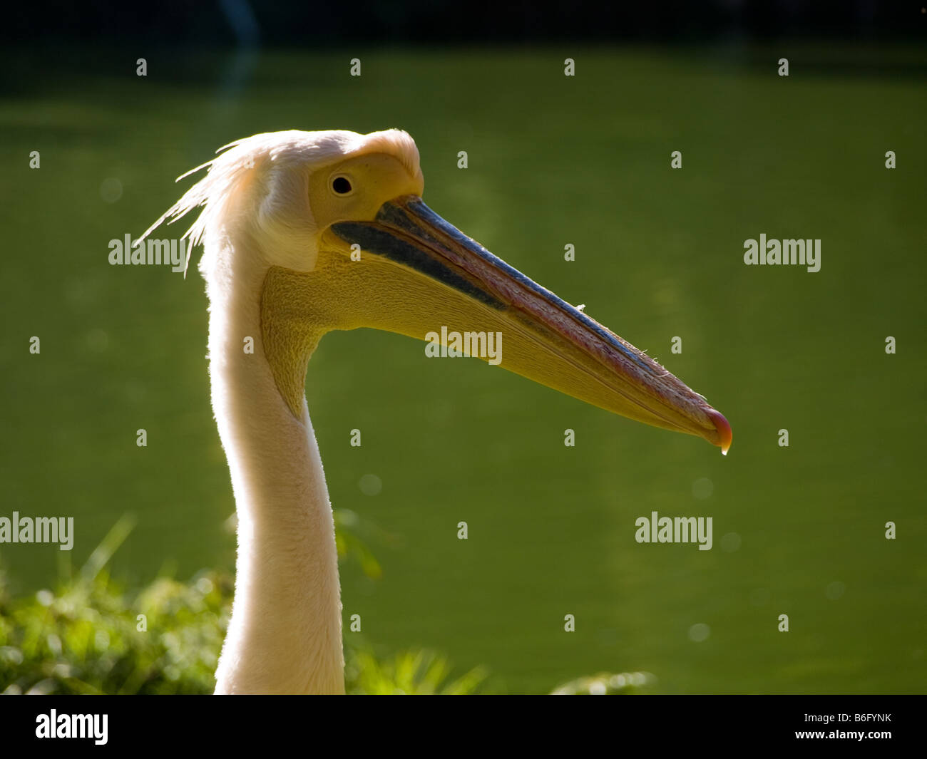 Pelican Jerusalem Israel biblical zoo Large fish eating seabird with ...
