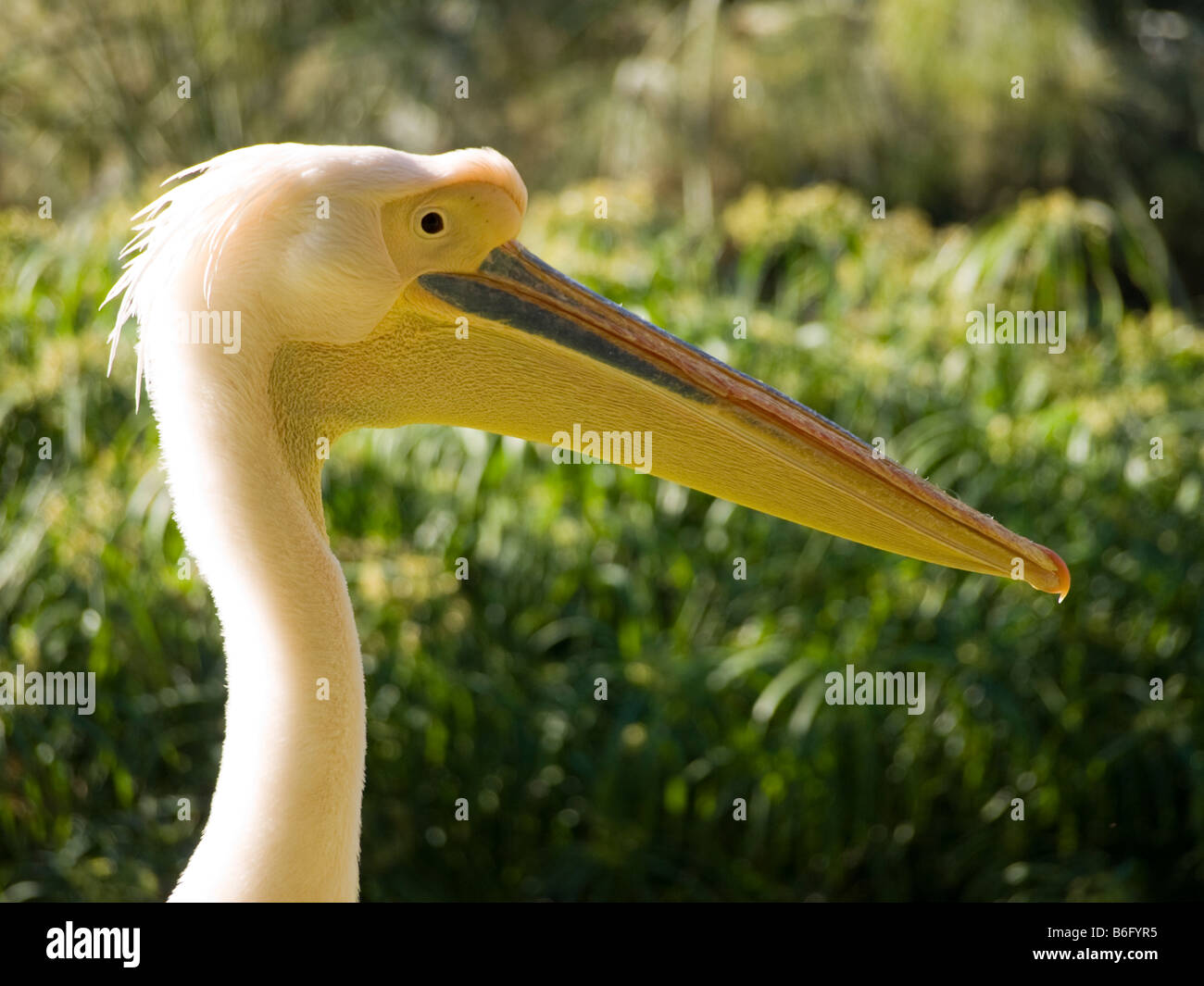Head shot of a pelican Stock Photo - Alamy