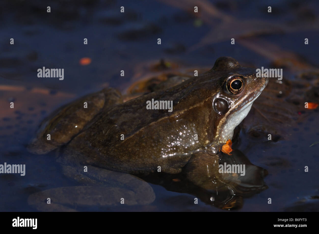 Common Frog in pond Stock Photo - Alamy