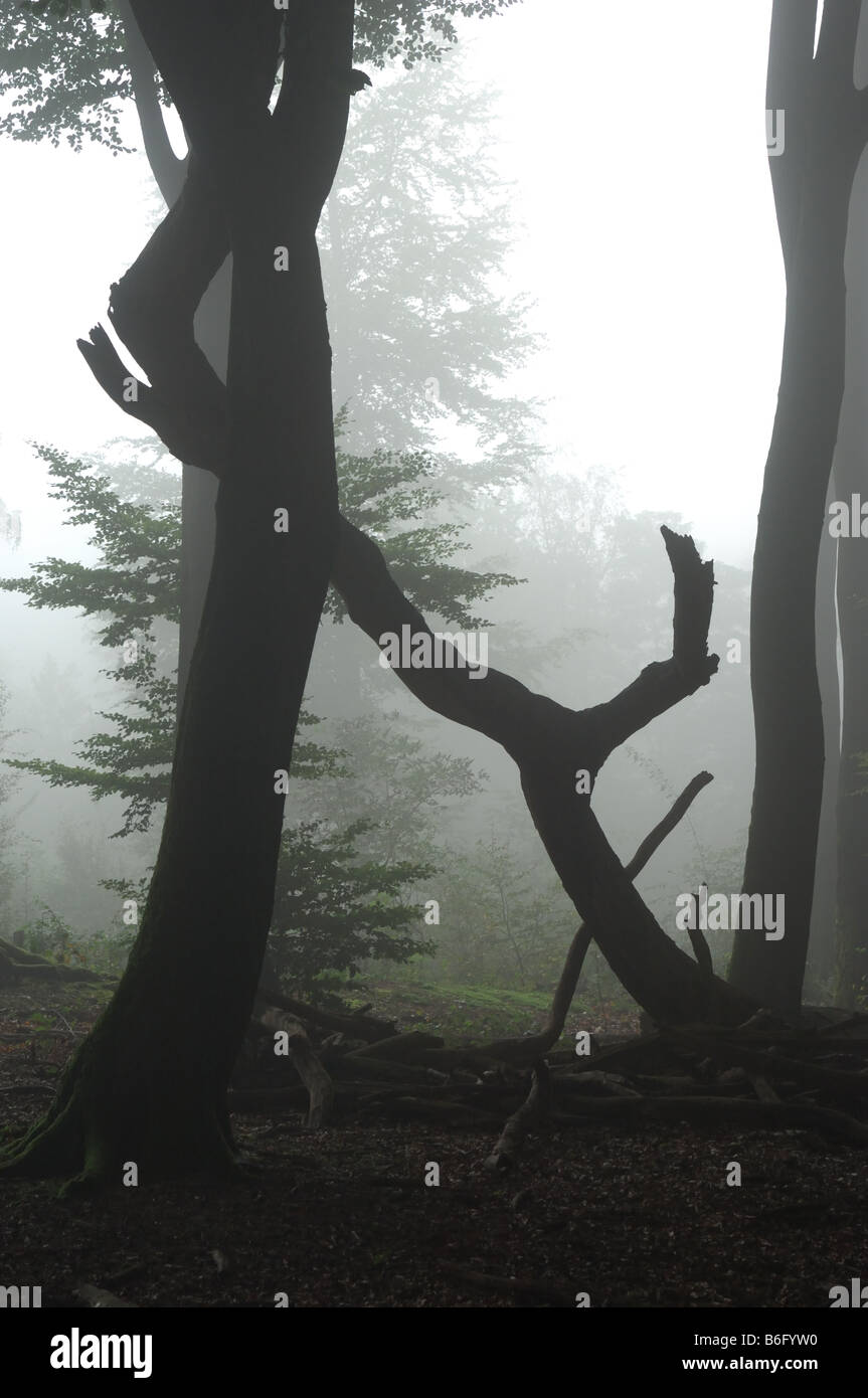 Forest in mist Stock Photo - Alamy