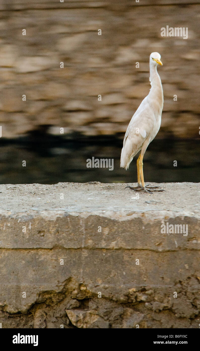 A Bird in Cairo, Egypt sitting on a Wall Stock Photo - Alamy