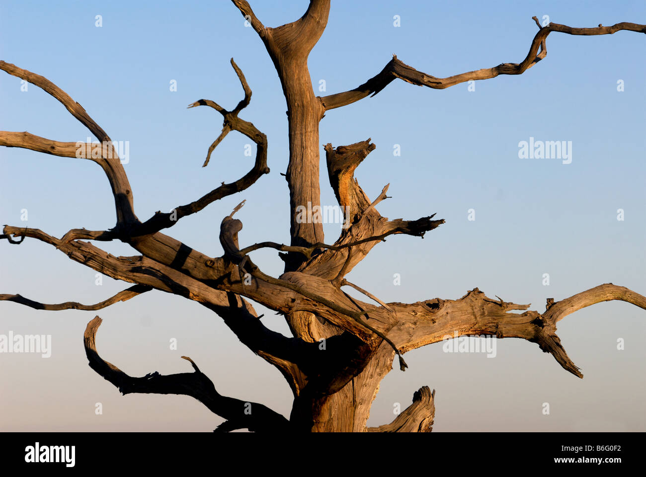 Dead oak tree, Iken cliff near Snape, Suffolk, UK Stock Photo - Alamy