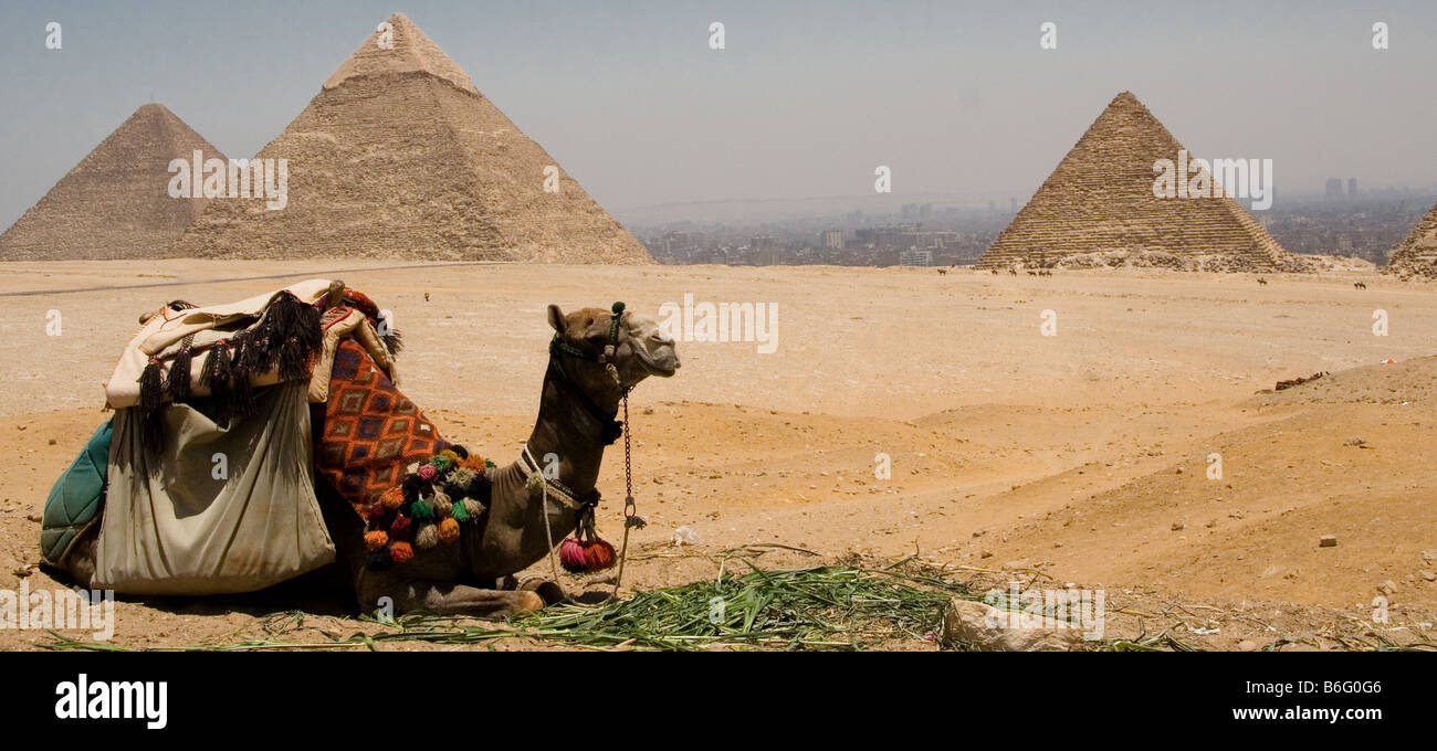 A camel in Egypt enjoying the view of the pyramids Stock Photo - Alamy