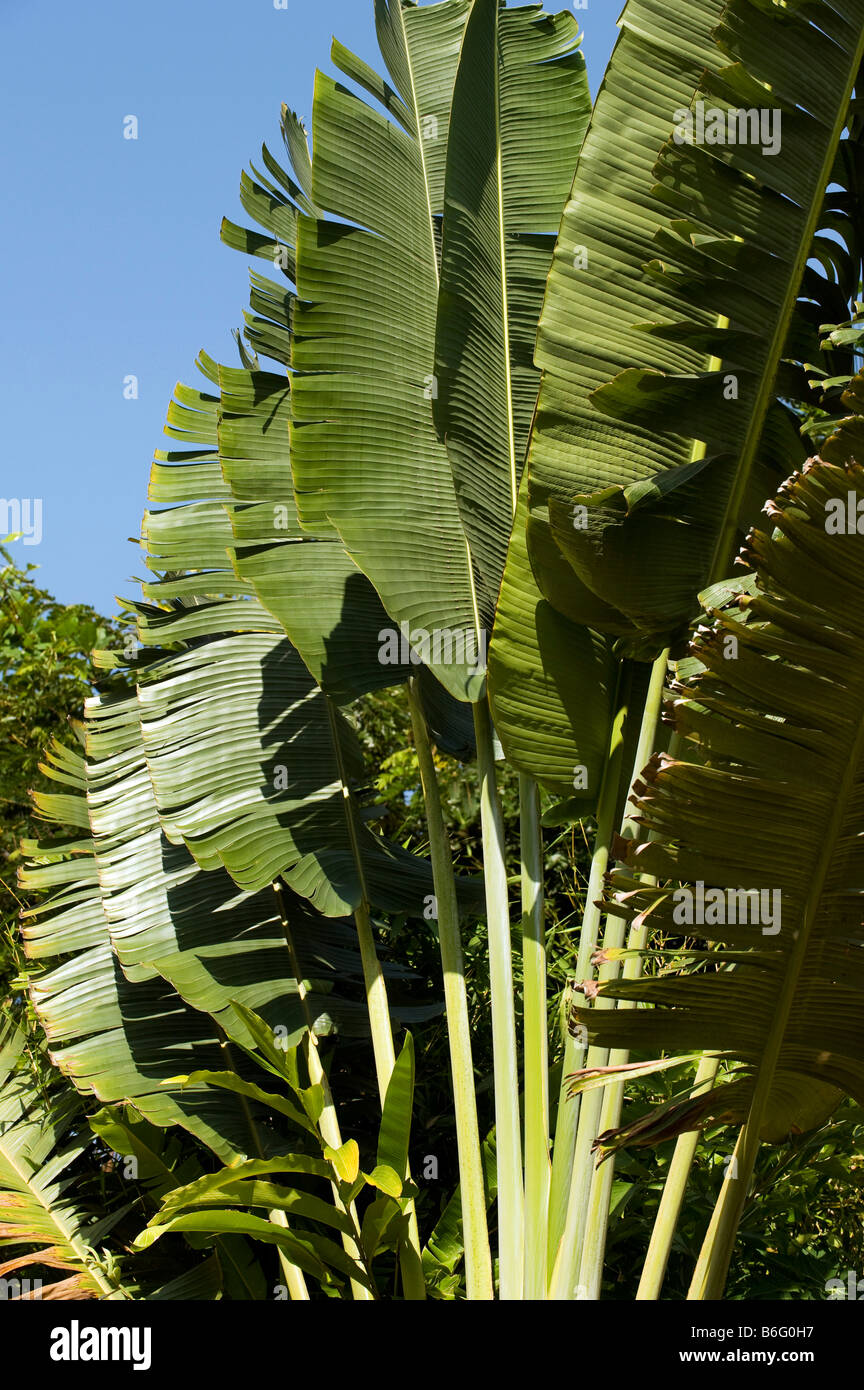 Ravenala Madagascariensis