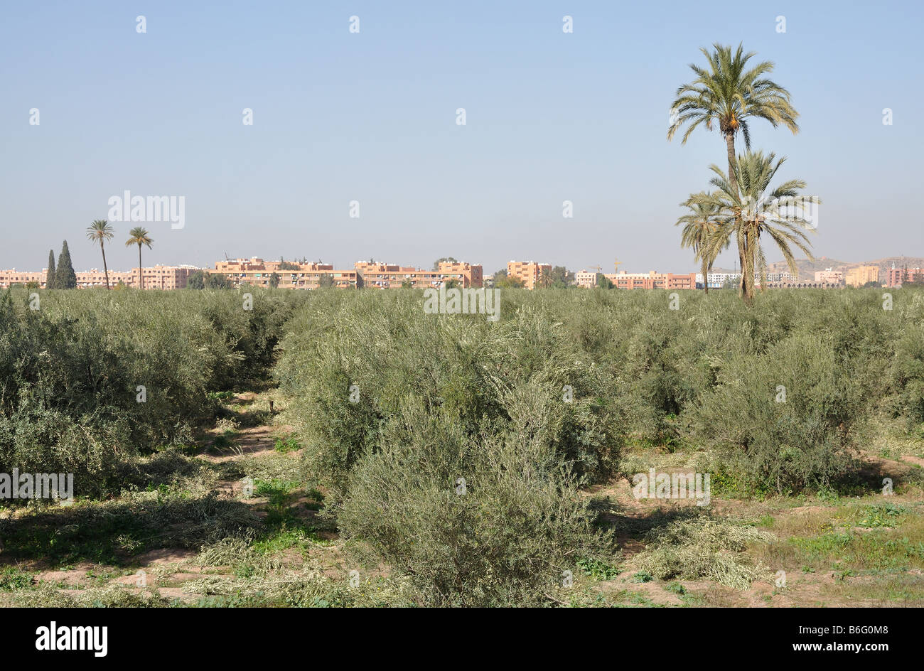 Palm tree olive tree hi-res stock photography and images - Alamy
