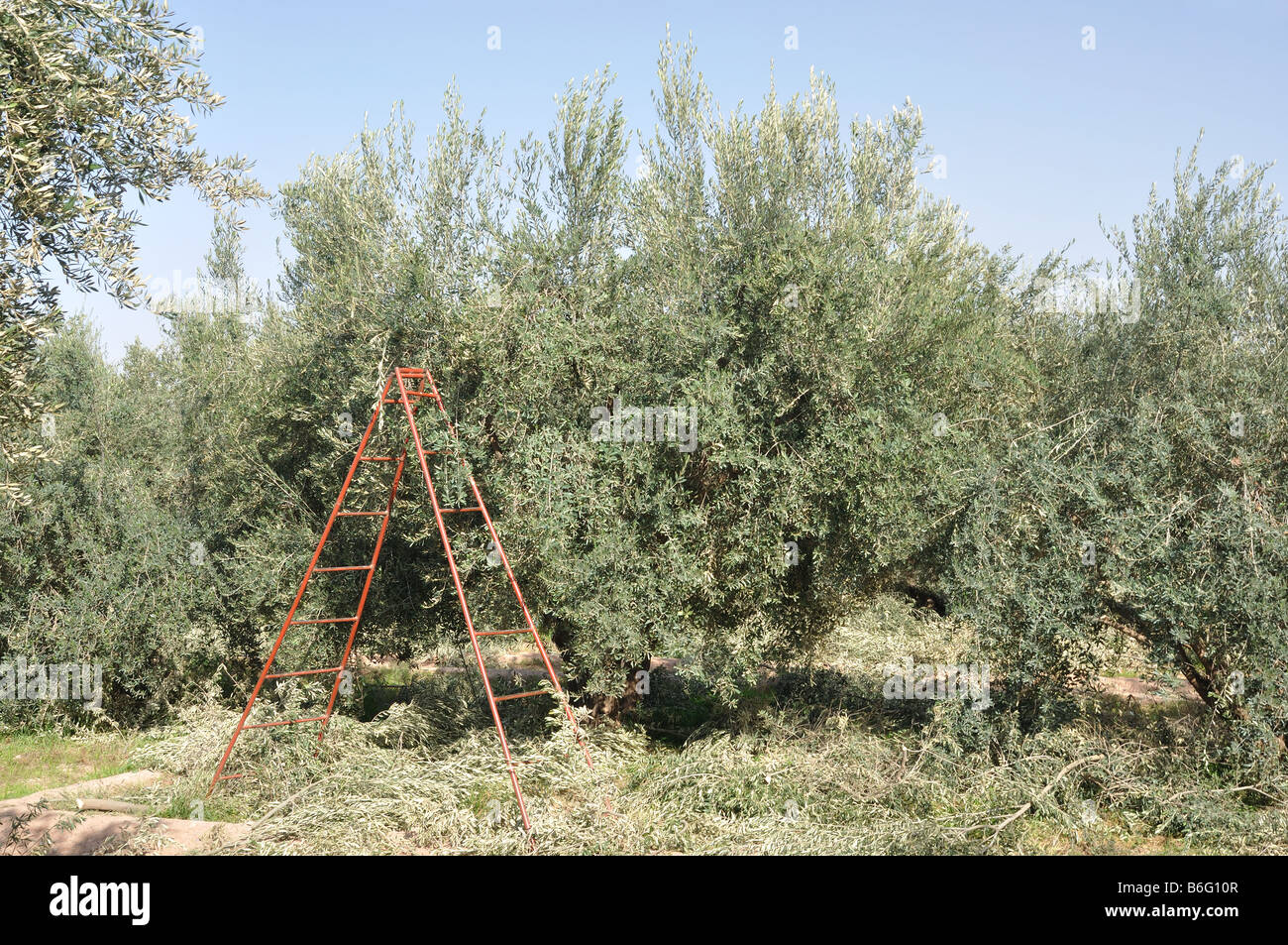Olive trees plantation in Morocco Stock Photo - Alamy