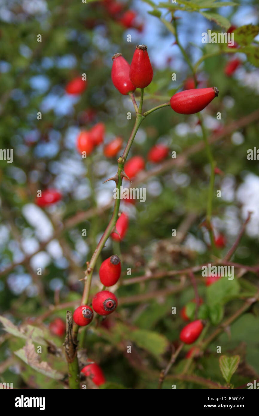 Haws edible hi-res stock photography and images - Alamy