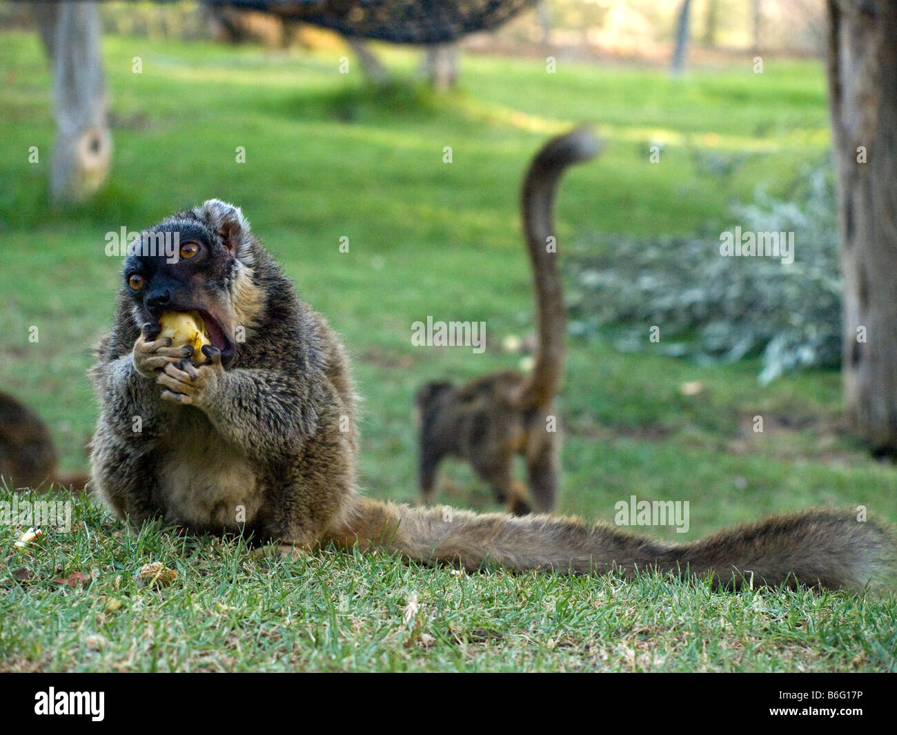 Lemur Walk High Resolution Stock Photography and Images - Alamy