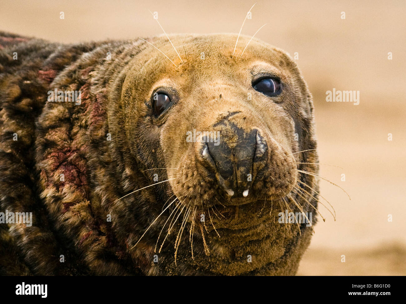 Grey seal on sand UK Stock Photo - Alamy