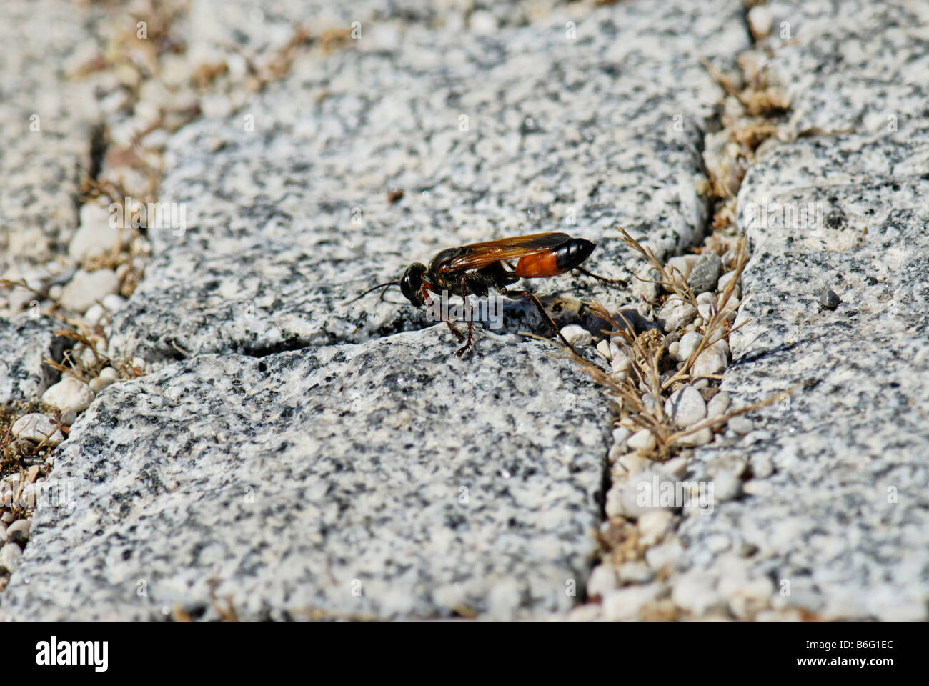 Sceliphron spirifex hi-res stock photography and images - Alamy